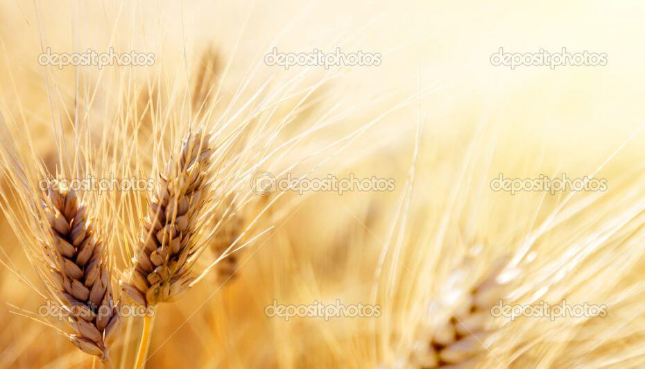 Wheat field - EZ Gro
